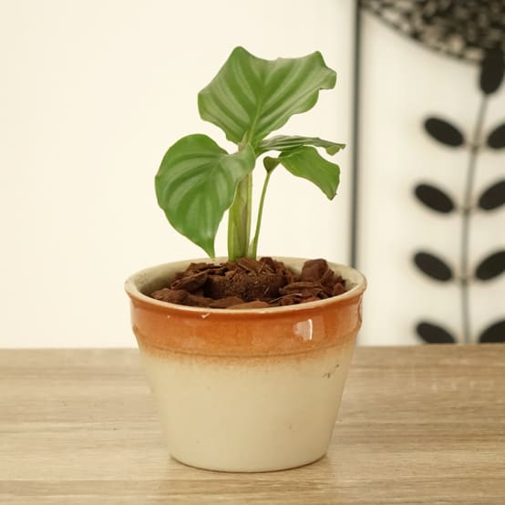 Calathea orbifolia Mini-plante - Gamm vert