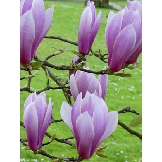 Magnolia - Magnolia x soulangeana Andre Leroy Pot de 4L/5L - Gamm vert