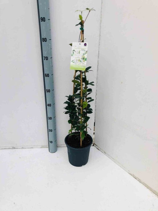 Jasminum sambac cv. Flore Pleno Grand-Duc de Toscany Couleur floraison ...