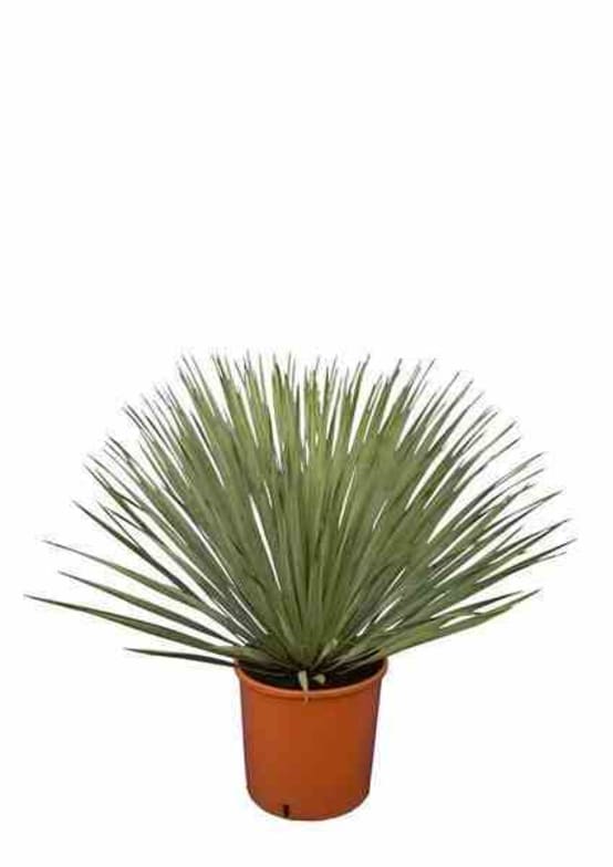 Yucca rostrata - Gamm vert