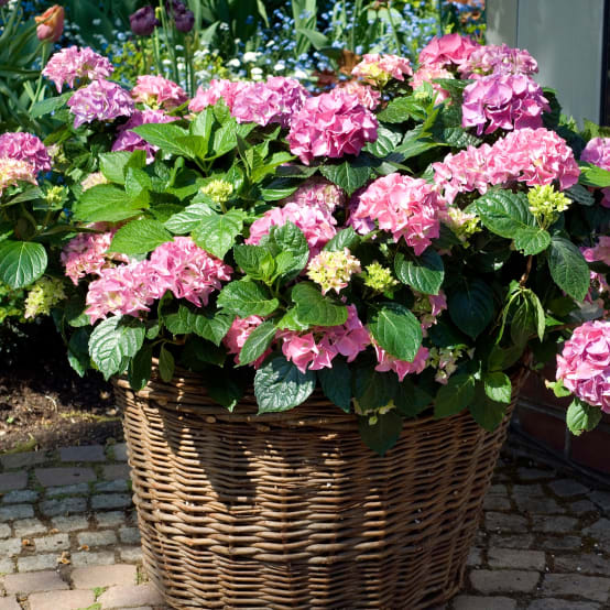 Hortensia - Set de 3 - Hydrangea macrophylla 'Early Pink' - H25-40cm ...