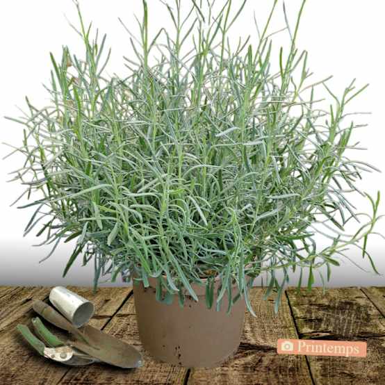 Lavande Dutch Lavander, Lavandin à fleurs Bleue - feuillage Persistant ...