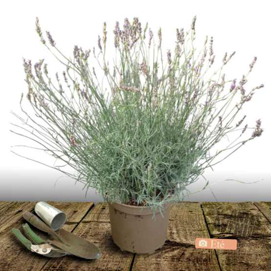 Lavande Dutch Lavander, Lavandin à fleurs Bleue - feuillage Persistant ...