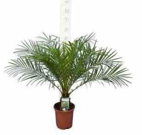 Phoenix roebelenii (Dattier du Laos, palmier dattier nain) SPÉCIMEN ...