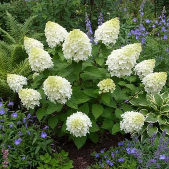 hydrangea paniculata unique hauteur