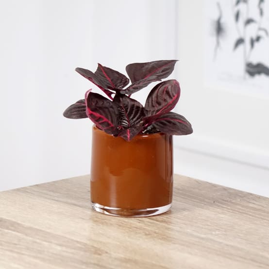 Iresine herbstii Bloodleaf Mini-plante - Gamm vert