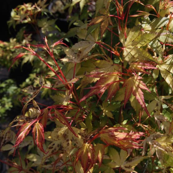 Érable du Japon - Acer palmatum Katsura Pot de 2L/3L - Gamm vert