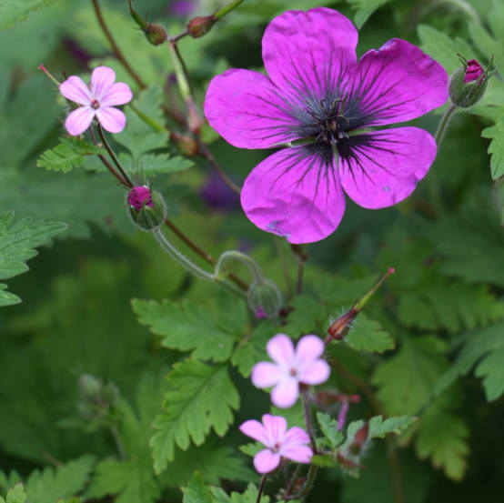 Géranium vivace Dragon Heart Godet de 8/9 cm - Gamm vert