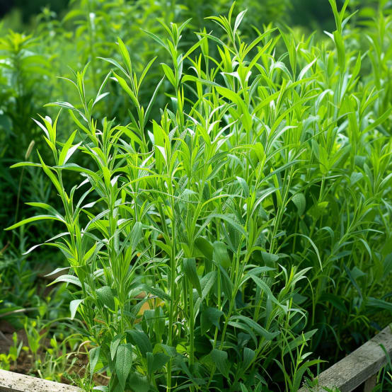 500 Graines d'Estragon - SemiSauvage Permaculture - Gamm vert