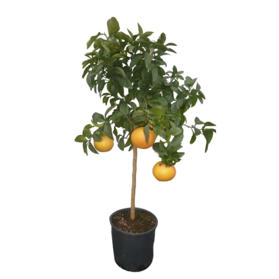 Pomelo rose 'star ruby' - Pot de 9 litres, hauteur 80/100 cm - Gamm vert