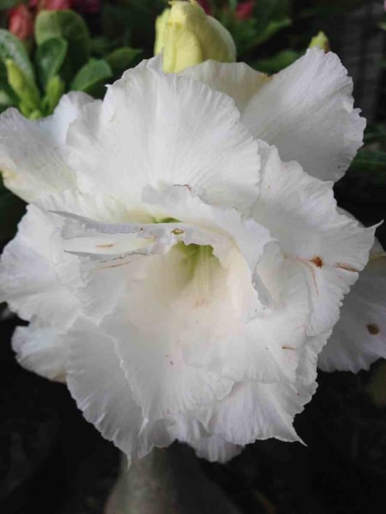 Adenium obesum cv.Numchok blanc Couleur floraison:Blanc - Taille:Caudex ...