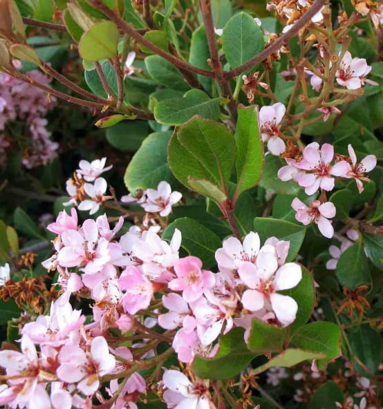 Rhaphiolepis indica Couleur floraison:rose - Taille:Pot de 15 litres ...