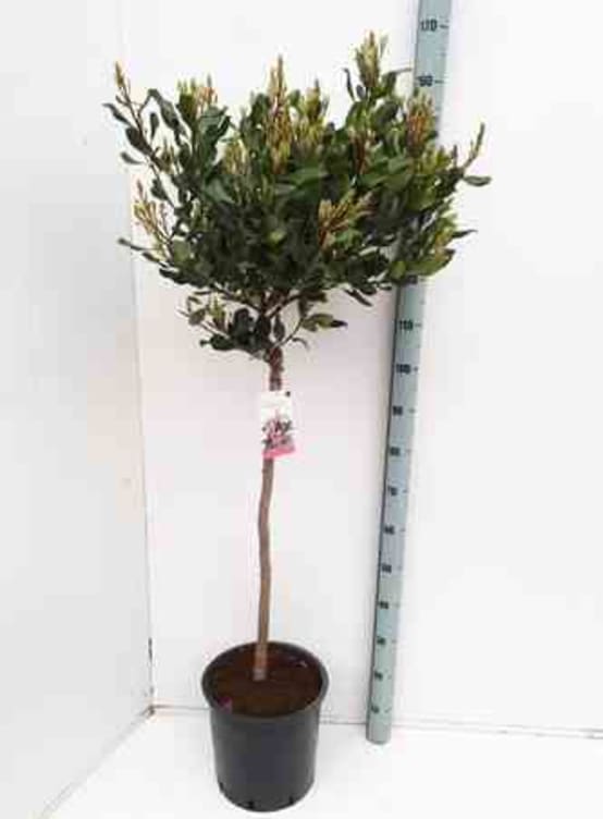 Rhaphiolepis indica Couleur floraison:rose - Taille:Pot de 15 litres ...