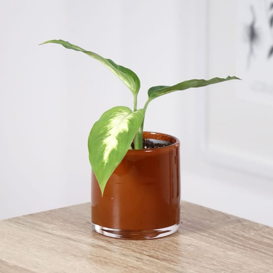 Dieffenbachia Camilla Mini-plante - Gamm vert