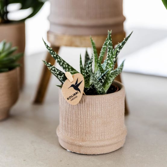 Pot Bali - Sable - Minimaliste et Élégant- La Green Touch - Gamm vert