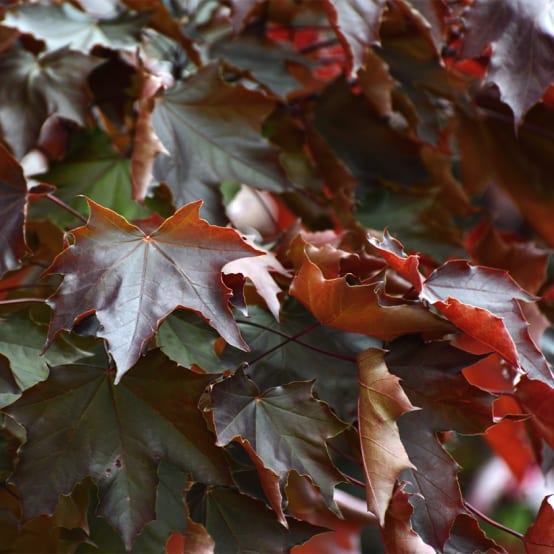 Acer platanoides Schwedleri Nigrum - Érable plane Pot de 12L/15L ...