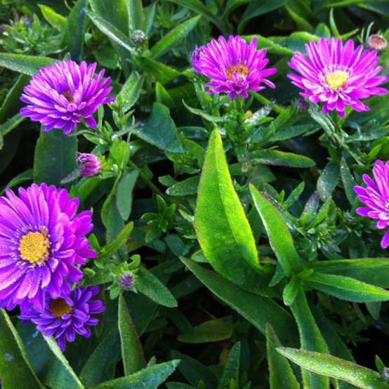 Aster dumosus Starlight - Aster nain d'automne Pot de 2L/3L - Gamm vert