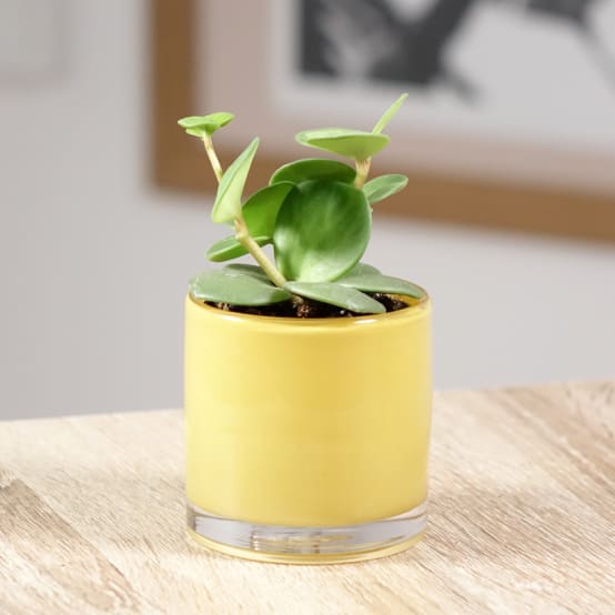 Peperomia Hope Mini-plante - Gamm vert