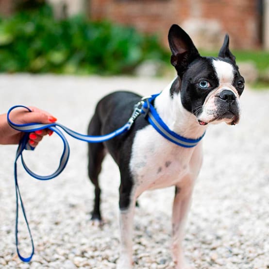 Laisse Réfléchissante CLUB REFLEX G20/120 pour Chiens, idéale pour les promenades en soirée ...