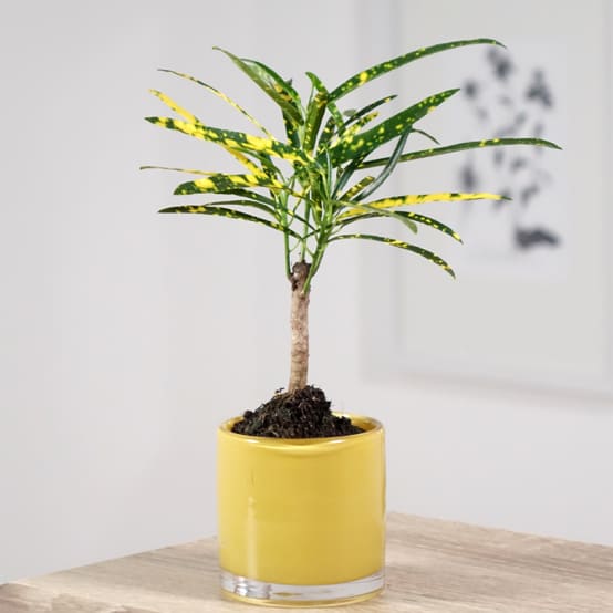 Croton Pictum - Codiaeum Mini-plante - Gamm vert