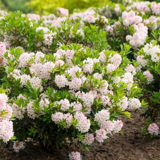 Rhododendron Bloombux Pot de 2L/3L - Gamm vert