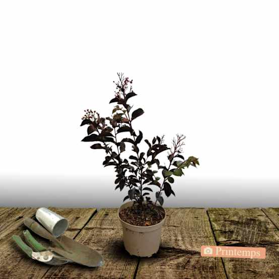 Lilas des Indes Black Diamond® Shell Pink™, Lagerstroemia à fleurs Rose ...