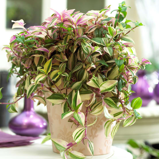 Tradescantia Quadricolor | Misère | Plante D'Intérieur À Quatre ...