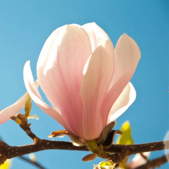 Magnolia sprengeri Pink Beauty Pot de 6L/7L - Gamm vert