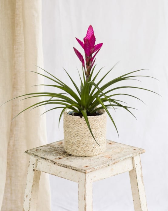 Bromelia Amira 45cm - Plante d'intérieur- La Green Touch - Gamm vert