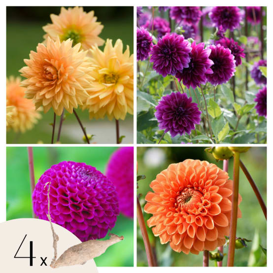 Dahlias - Set de 4 - Dahlia 'Bouqet Sunshine' - Bulbes à fleurs - Gamm vert