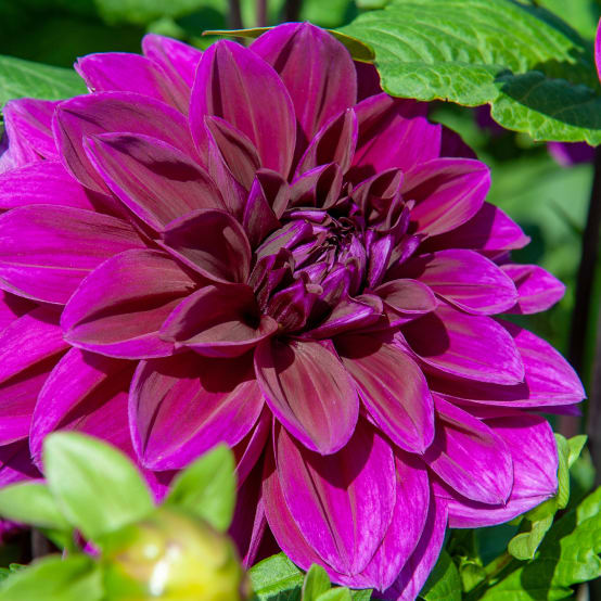 Dahlias - Set de 4 - Dahlia 'Bouqet Sunshine' - Bulbes à fleurs - Gamm vert