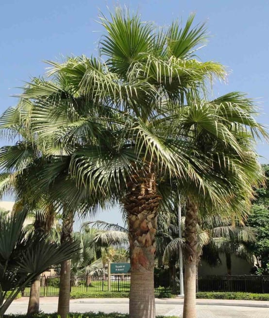 Washingtonia Robusta (Palmier éventail, Palmier du Mexique ) SPÉCIMEN ...