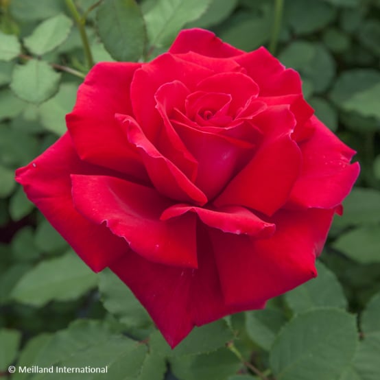 Rosier à grandes fleurs Victor Hugo Pot de 4L/5L - Gamm vert