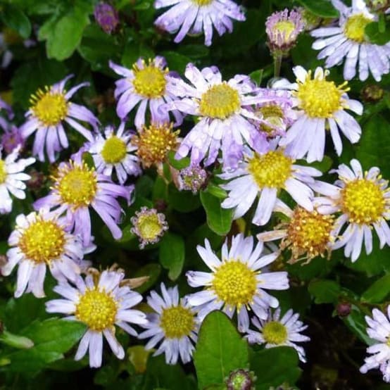 Aster ageratoides Asmoe - Aster nain d'automne Godet de 8/9 cm - Gamm vert