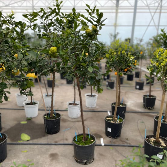 Combava | Lime Kaffir - Pot de 9 litres, hauteur 80/100 cm - Gamm vert