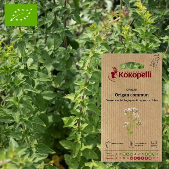 Origan Commun- Graines bio à semer - Gamm vert