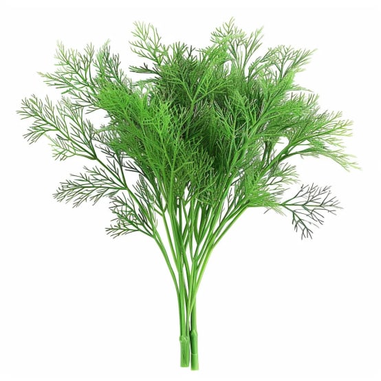 250 Graines d'Aneth - SemiSauvage Permaculture - Gamm vert