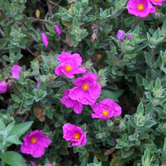 Cistus pulverulentus - Ciste pulvérulent Pot de 2L/3L - Gamm vert