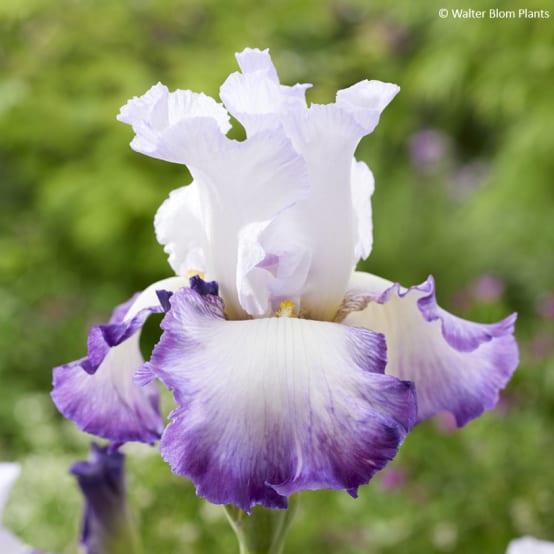 Iris germanica Pastel Printanier - Iris des Jardins Rhizome, Calibre 10 ...