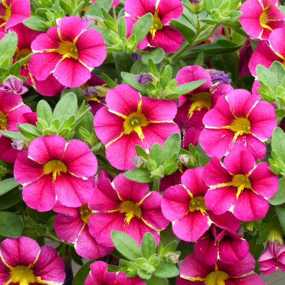 Calibrachoa Superbells Cherry Star - Mini-pétunia Mini-motte 2,5 cm ...
