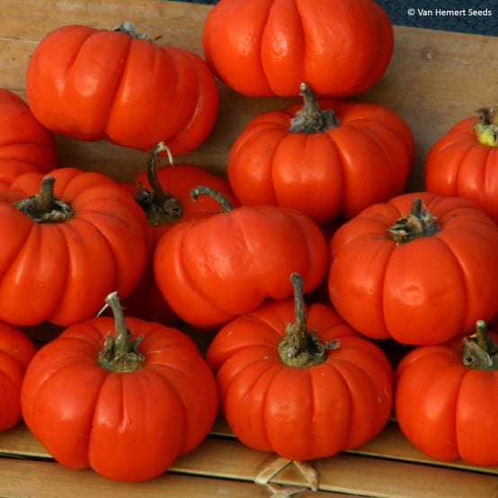 Aubergine africaine ou Gilo - Solanum aethiopicum en graines le sachet ...