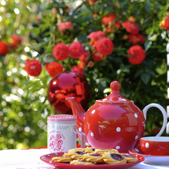 Rosier grimpant Carmen Pot de 4L/5L - Gamm vert