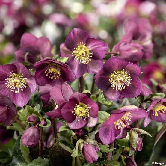 Hellébore HGC Ice Breaker Ruby - Pot de 2L/3L - Gamm vert