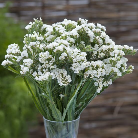 Graines de Statice Forever Silver - Limonium sinuatum - Graines - Gamm vert