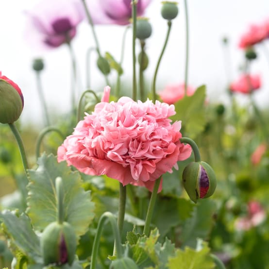 Graines de Pavot annuel Frosted Salmon - Papaver somniferum le sachet ...