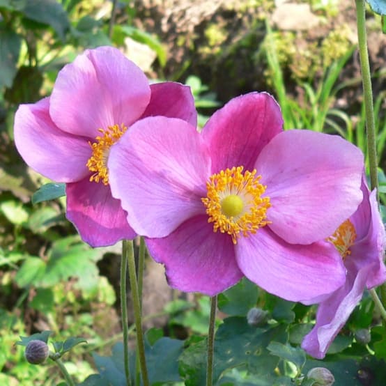Anémone japonaise Splendens - Anemone hupehensis var.japonica Godet de ...