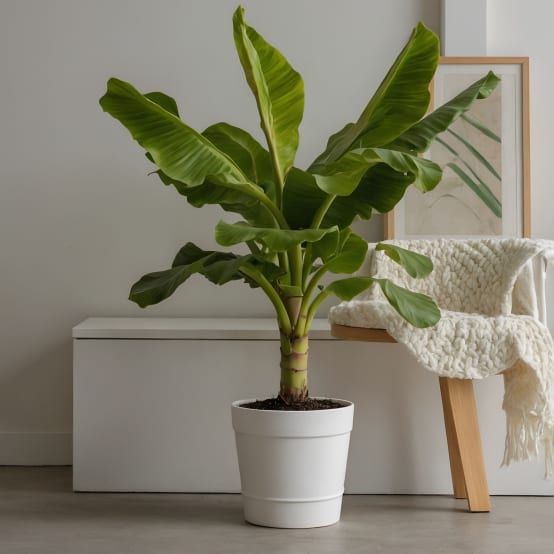 Bananier du Japon - Set de 2 - Musa basjoo - Hauteur 55-70cm - ⌀21cm - Gamm vert