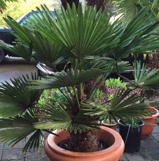 Livistona chinensis (palmier éventail chinois) SPÉCIMEN Taille:Pot 450L ... Livistona chinensis (palmier éventail chinois) SPÉCIMEN Taille:Pot 450L ...