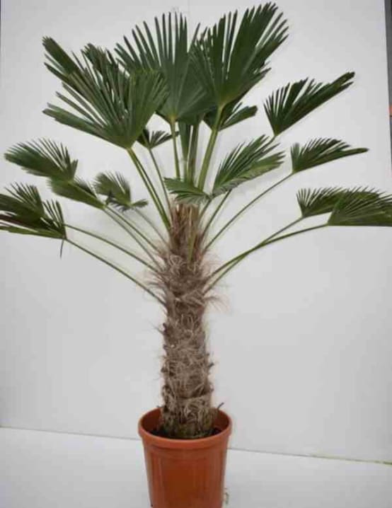 Livistona chinensis (palmier éventail chinois) SPÉCIMEN Taille:Pot 450L ... Livistona chinensis (palmier éventail chinois) SPÉCIMEN Taille:Pot 450L ...
