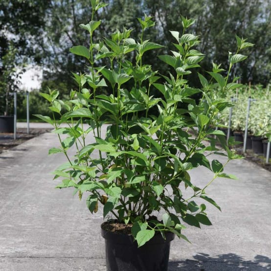 Cornus sericea Budd's Yellow - Cornouiller stolonifère. Pot de 3L/4L - Gamm vert